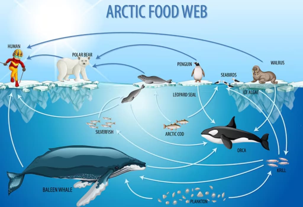 The Ocean Food Web 17 Best Ocean Food Web Ideas | Ocean Food Web, Food