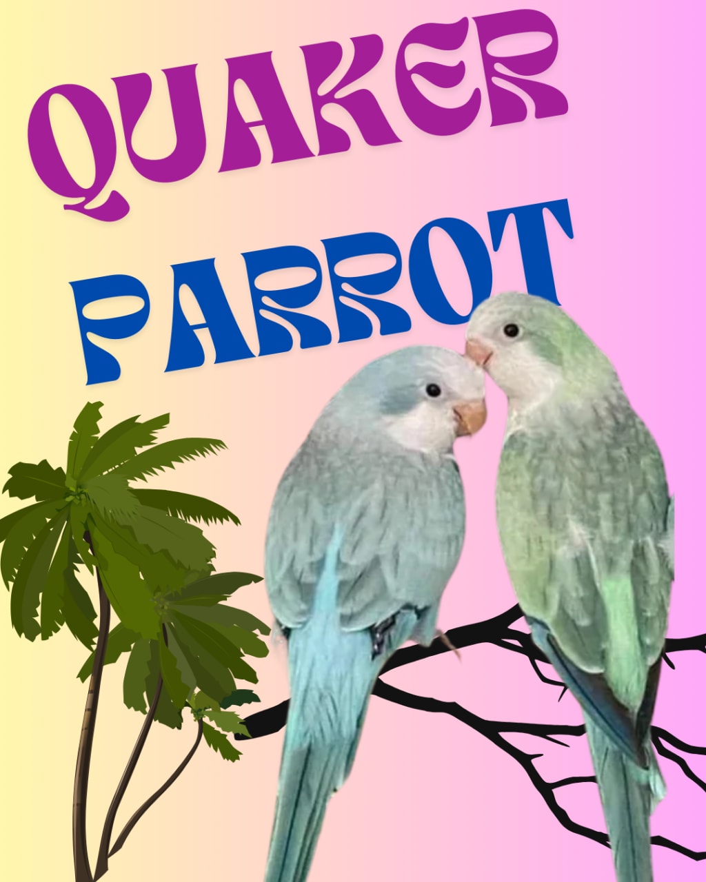 Quaker Parrot Lutino Blue And Lutino Quaker