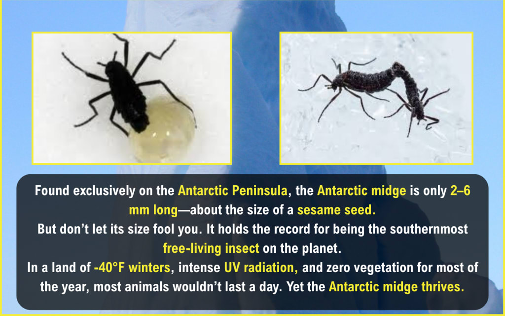 Dont Live Insect