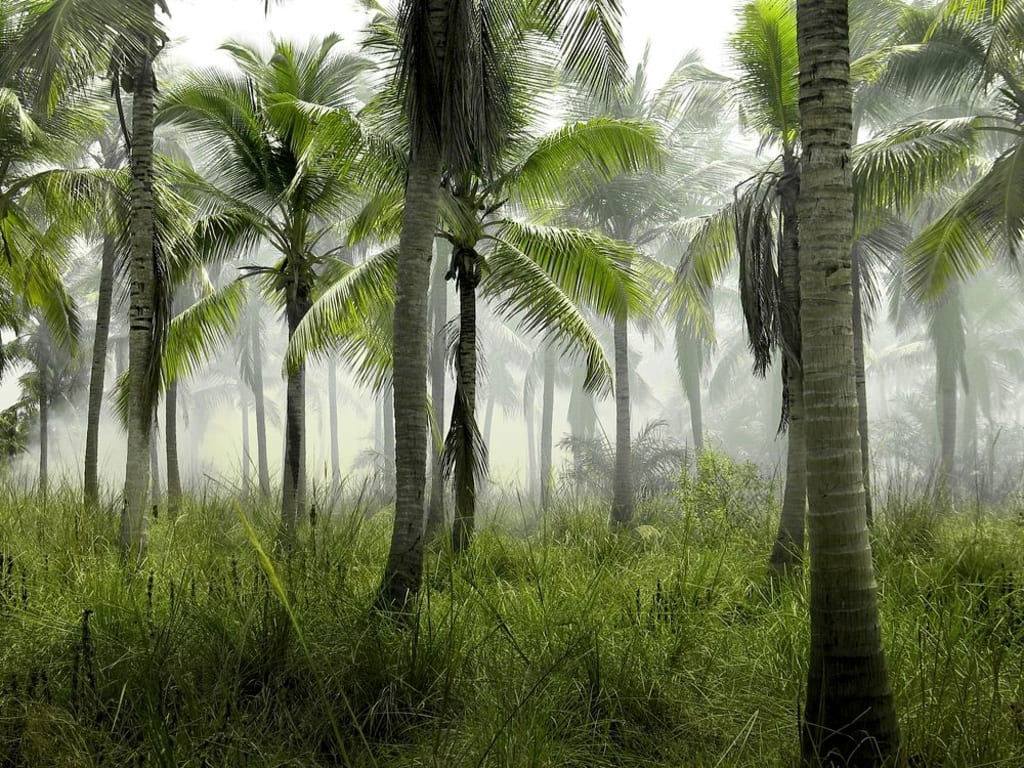 Palm Tree Emoji