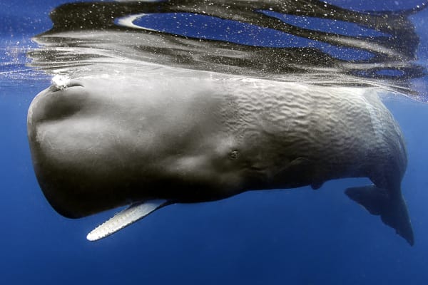 Six Facts About the Sperm Whale | Petlife