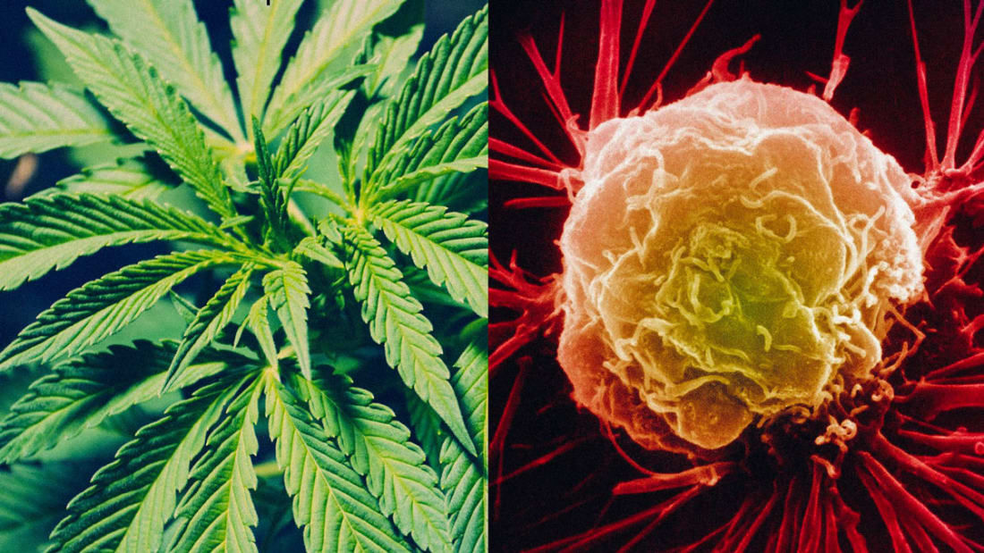 Things Cannabinoids Do Besides Get You High | Patients for Medical Cannabis