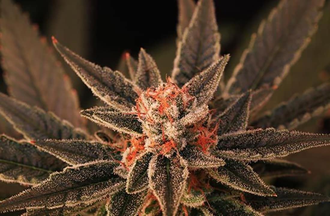 Most Weed In One Place