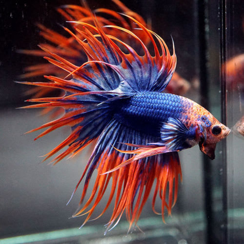 The RIGHT Way to Care for Betta Fish | Petlife