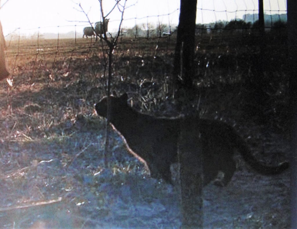 Big Cats In Britain New Trail Cam Photo Evidence And Dead Body Of