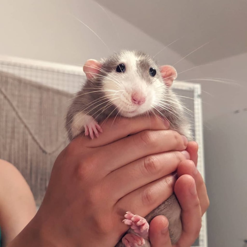 Rats Are The Most Underrated Pet Ever
