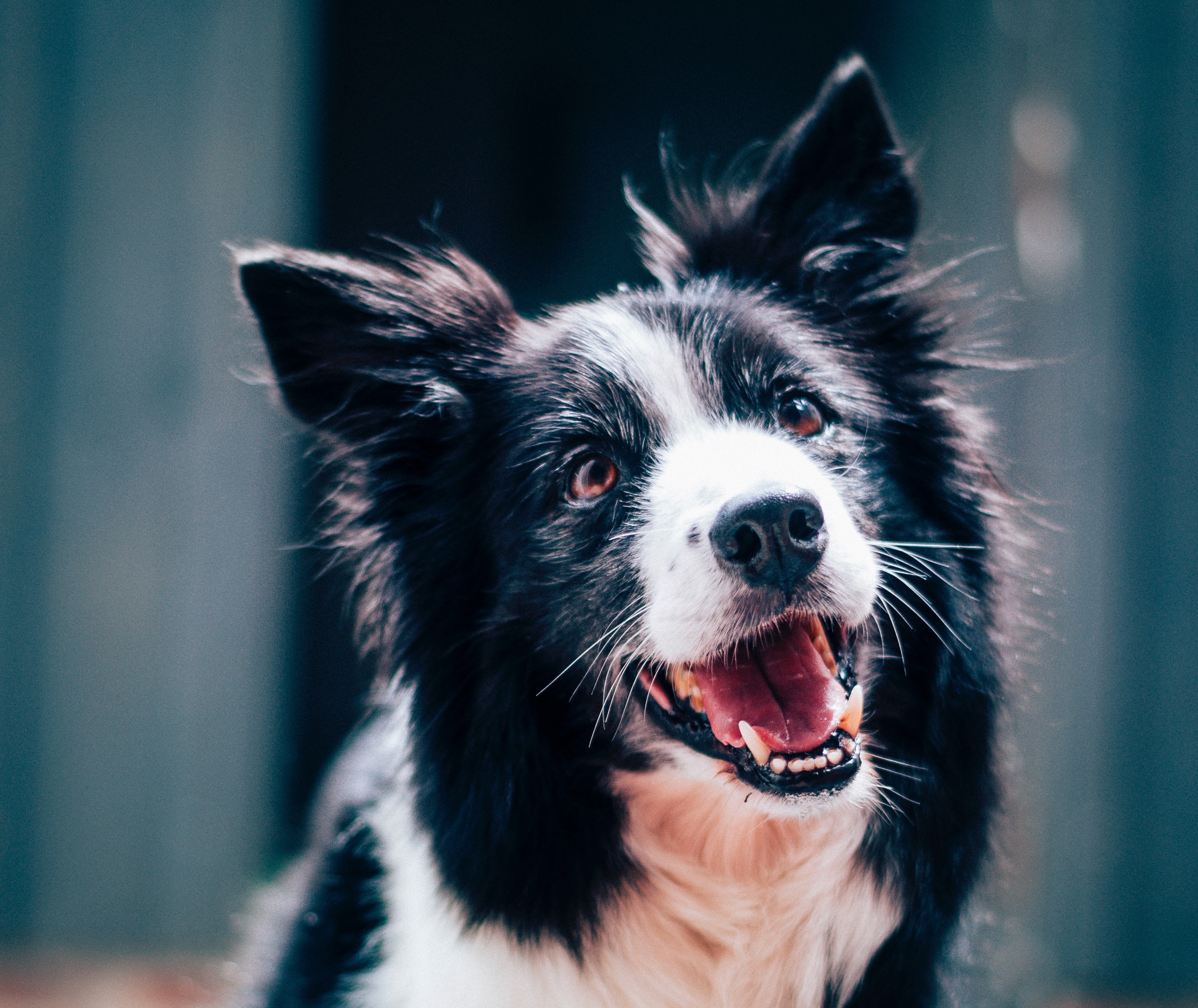 Does Tim Hortons Have Dog Treats