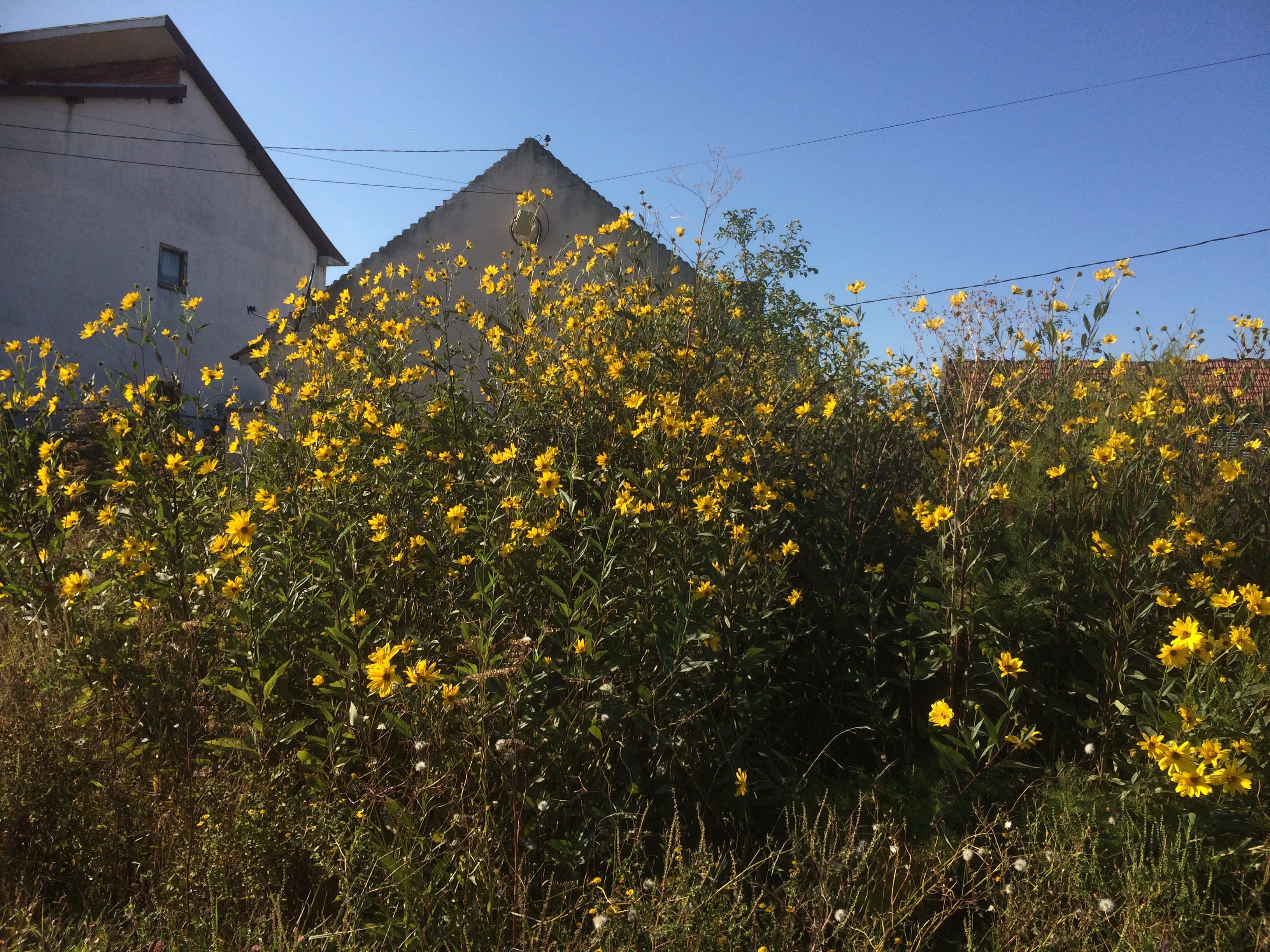 Elizabeth Malinowski's Instagram, Twitter & Facebook on IDCrawl