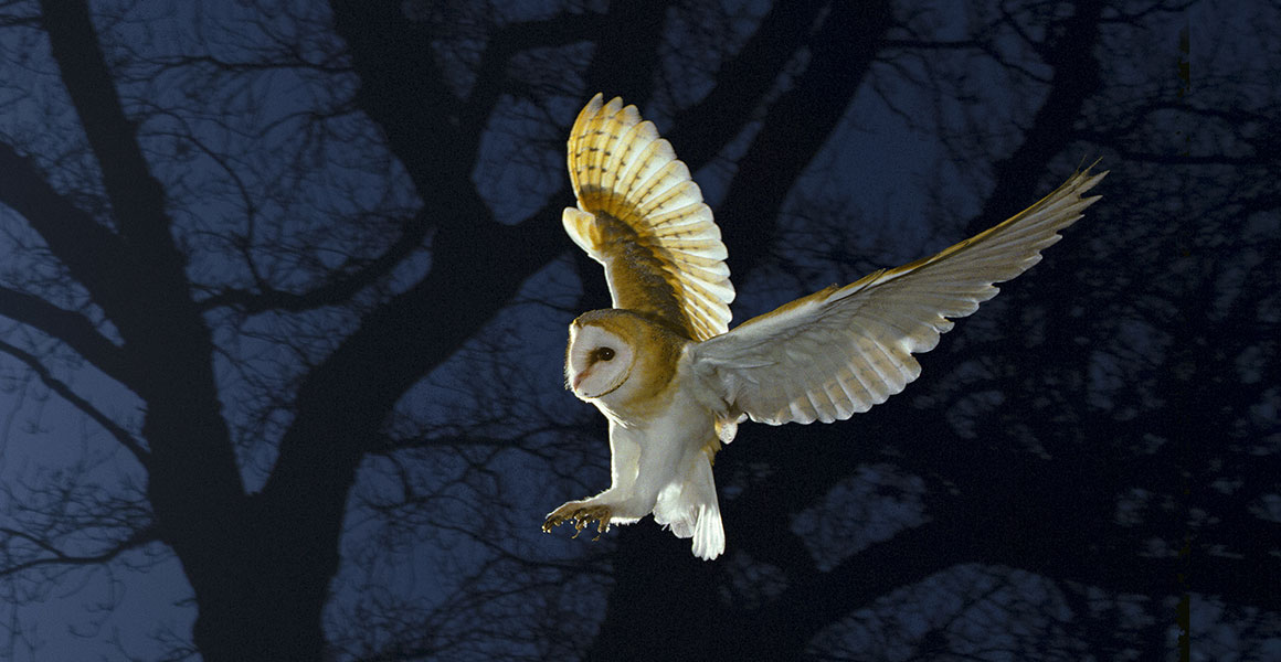 Barn Owls In Flight At Night