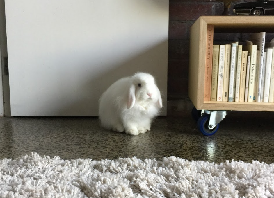 Cashmere Lop