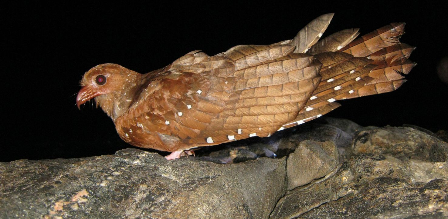 Oilbird Echolocation