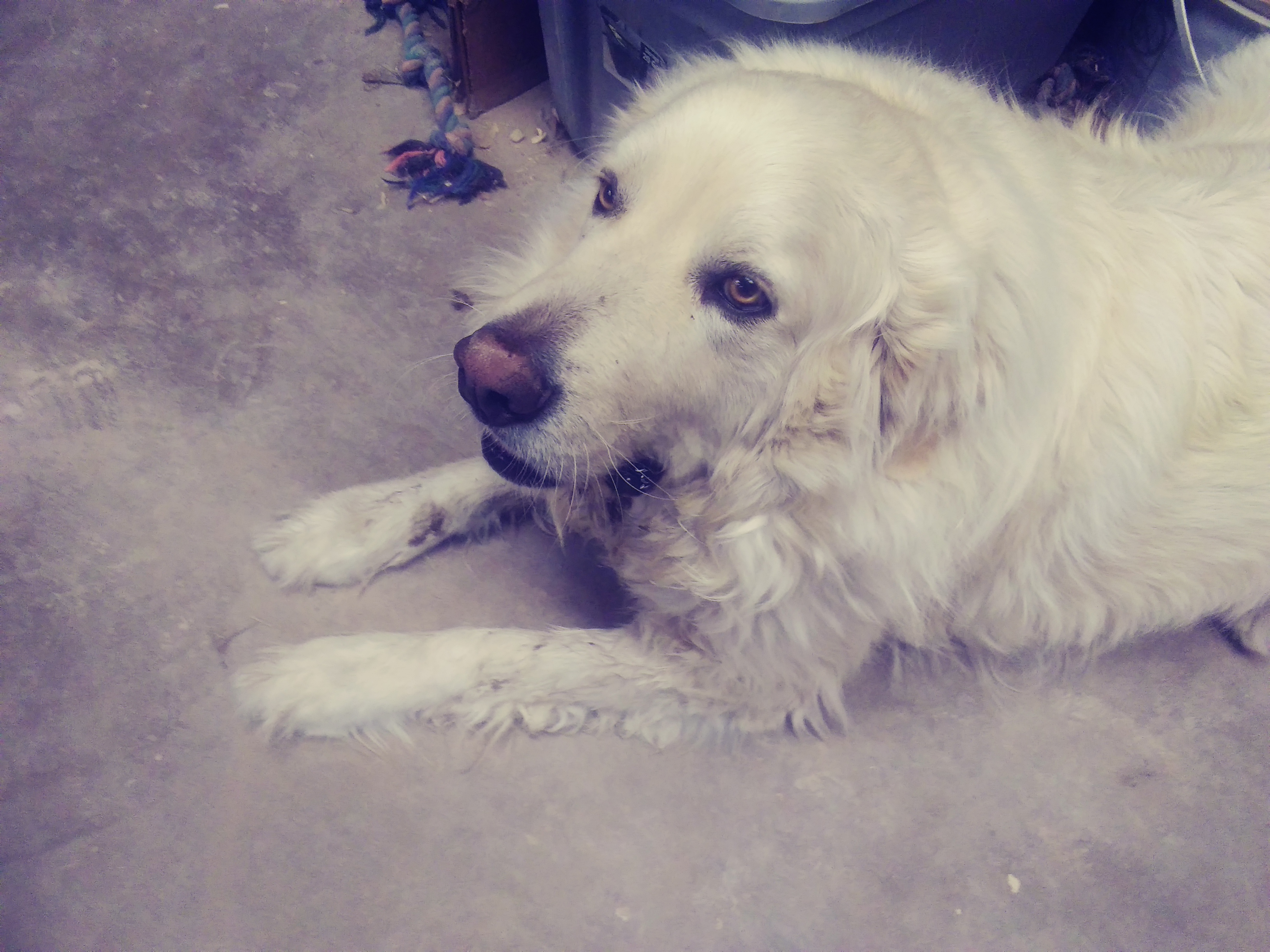 Will A Great Pyrenees Attack An Intruder