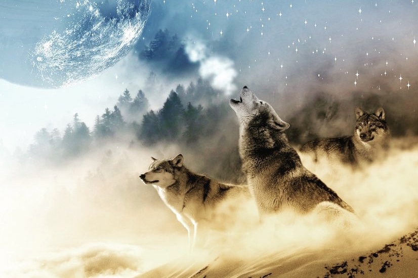 Three Wolf Moon Portal