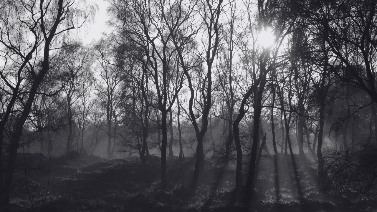 Forest Tumblr Black And White