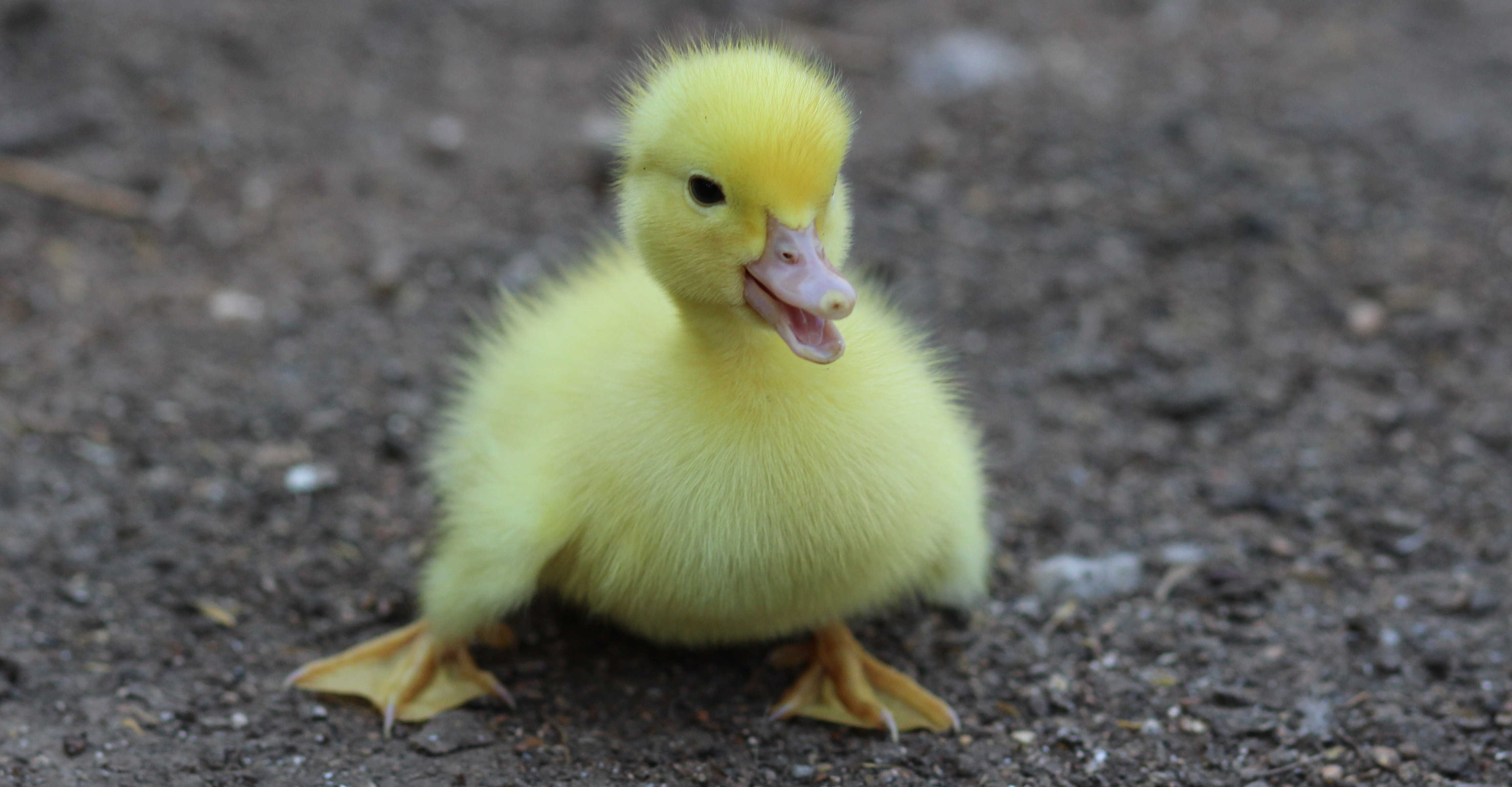 Worlds Cutest Duck