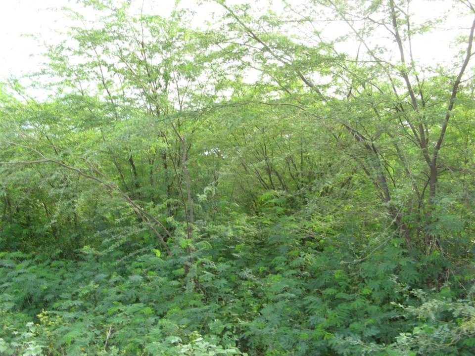 Why Is A Plant Called Prosopis Juliflora