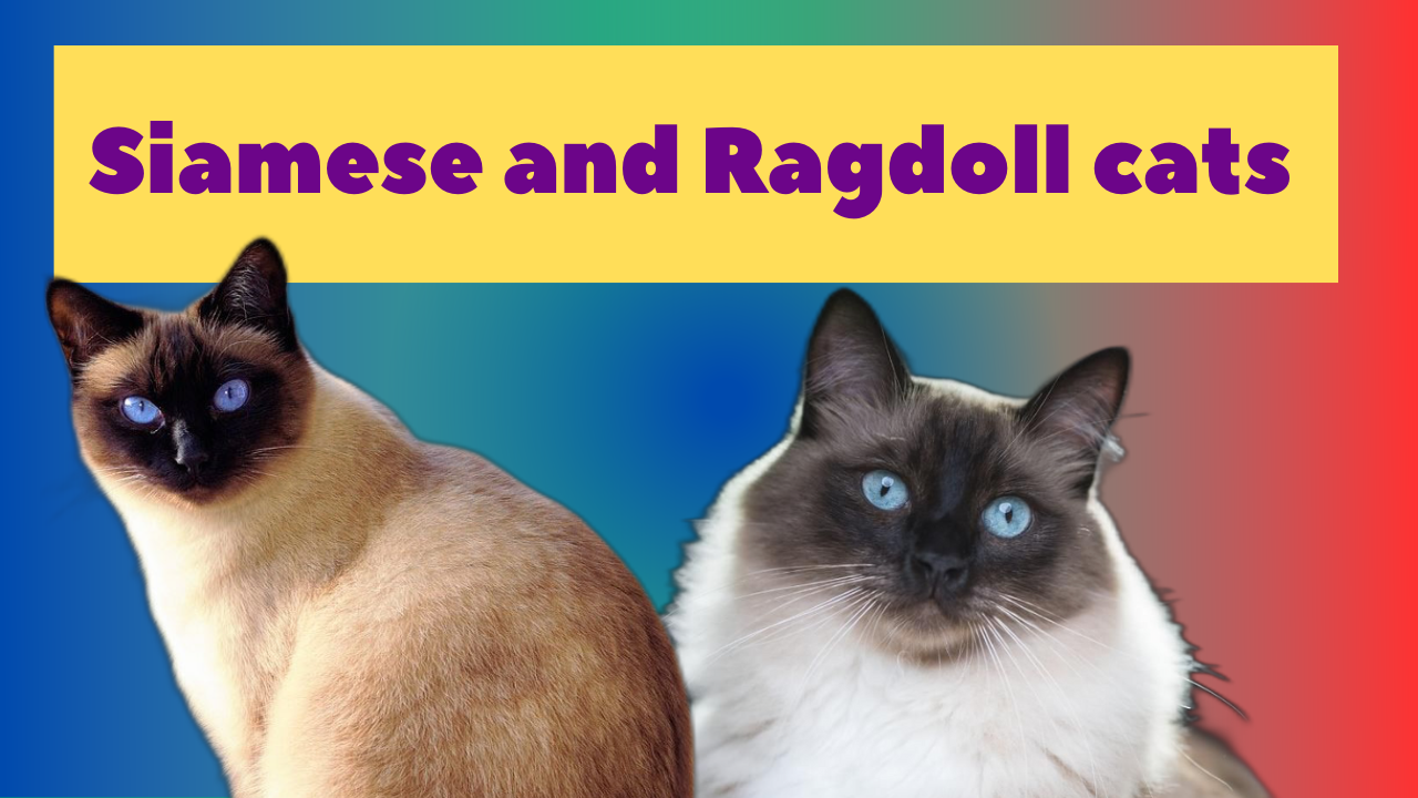 Ragdoll Or Siamese