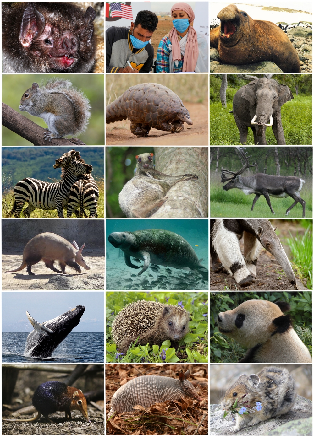 Marsupial Mammals Ncert