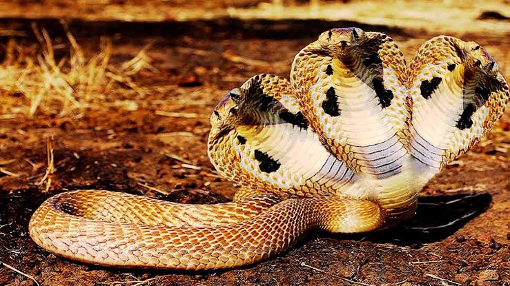 Cool Pictures Of King Cobras