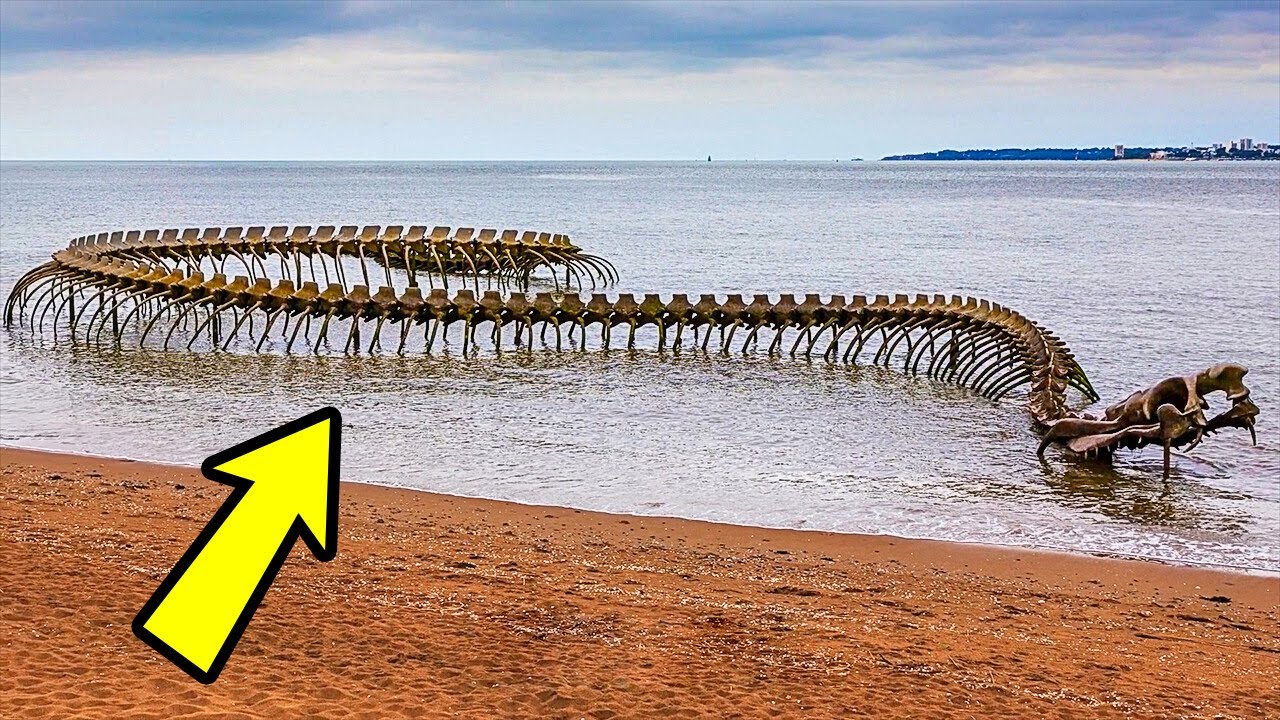 Largest Sea Creature Ever Lived