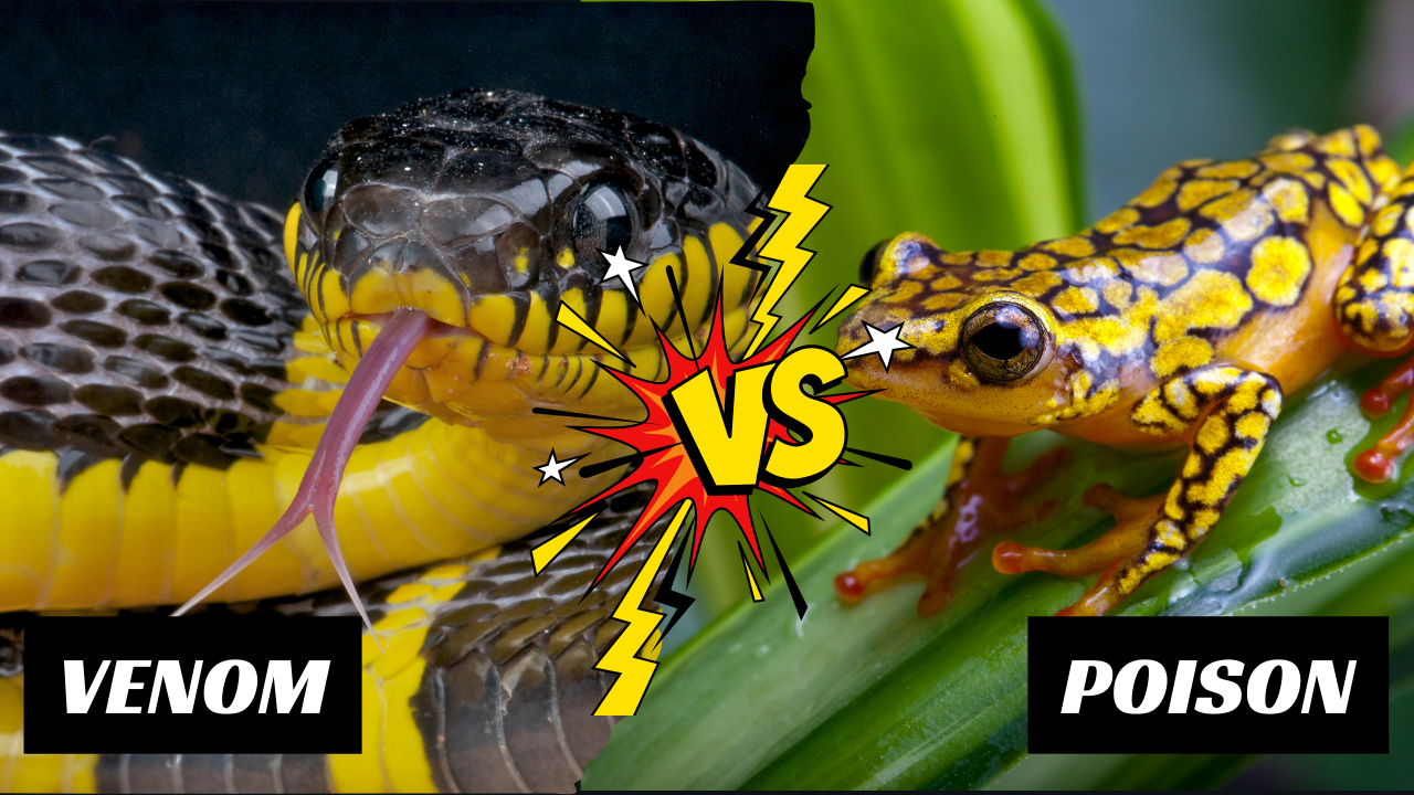 Venom Vs Poison
