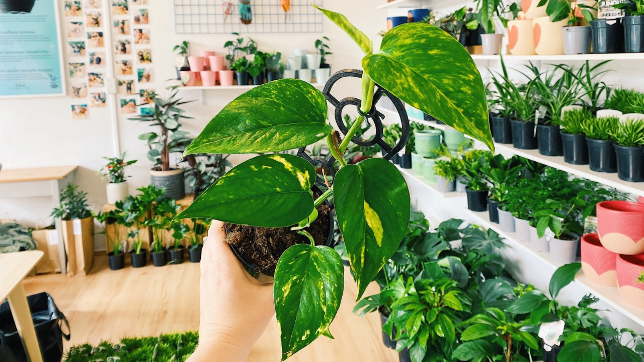 Indoor Plants Low Light Low Maintenance