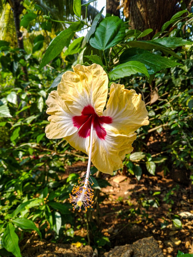 Polynesian Flowers And Their Names Guide To Hawaiian Flowers: