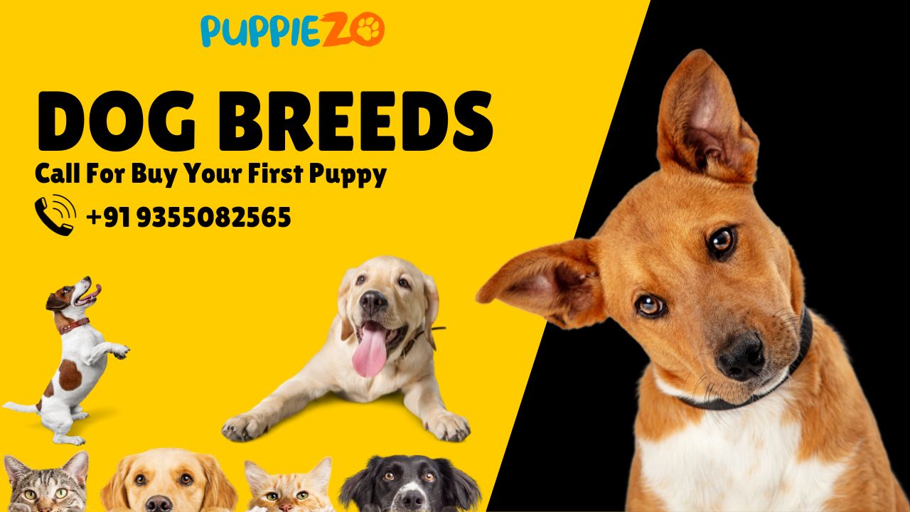 Top 7 Guard Dog Breeds In India Pet Store Franchise Daulat Farms