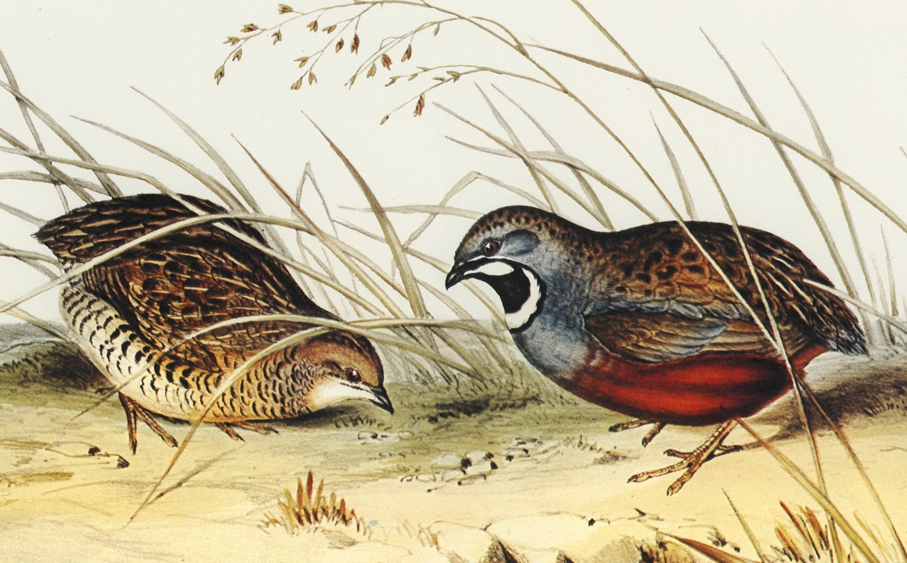 Indian Quail Bird Rain Quail EBird