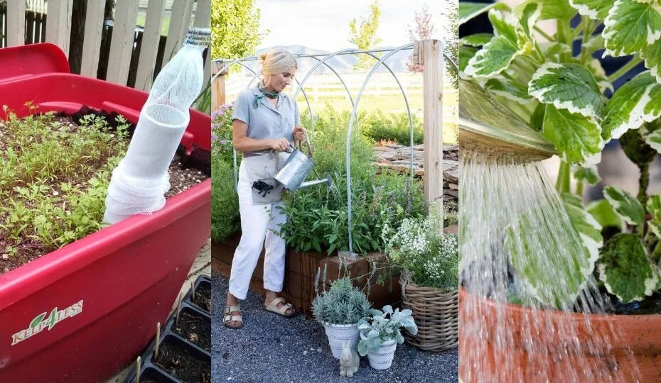Mastering Summer Watering for Your Outdoor Potted Plants: A ...
