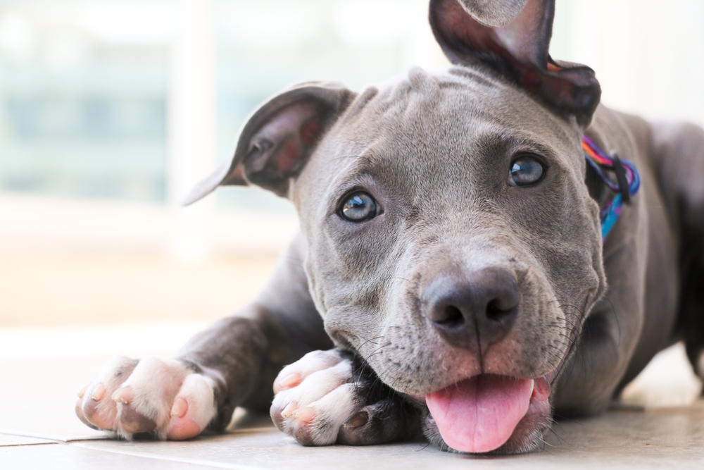 Blue Pitbull Dog Puppy