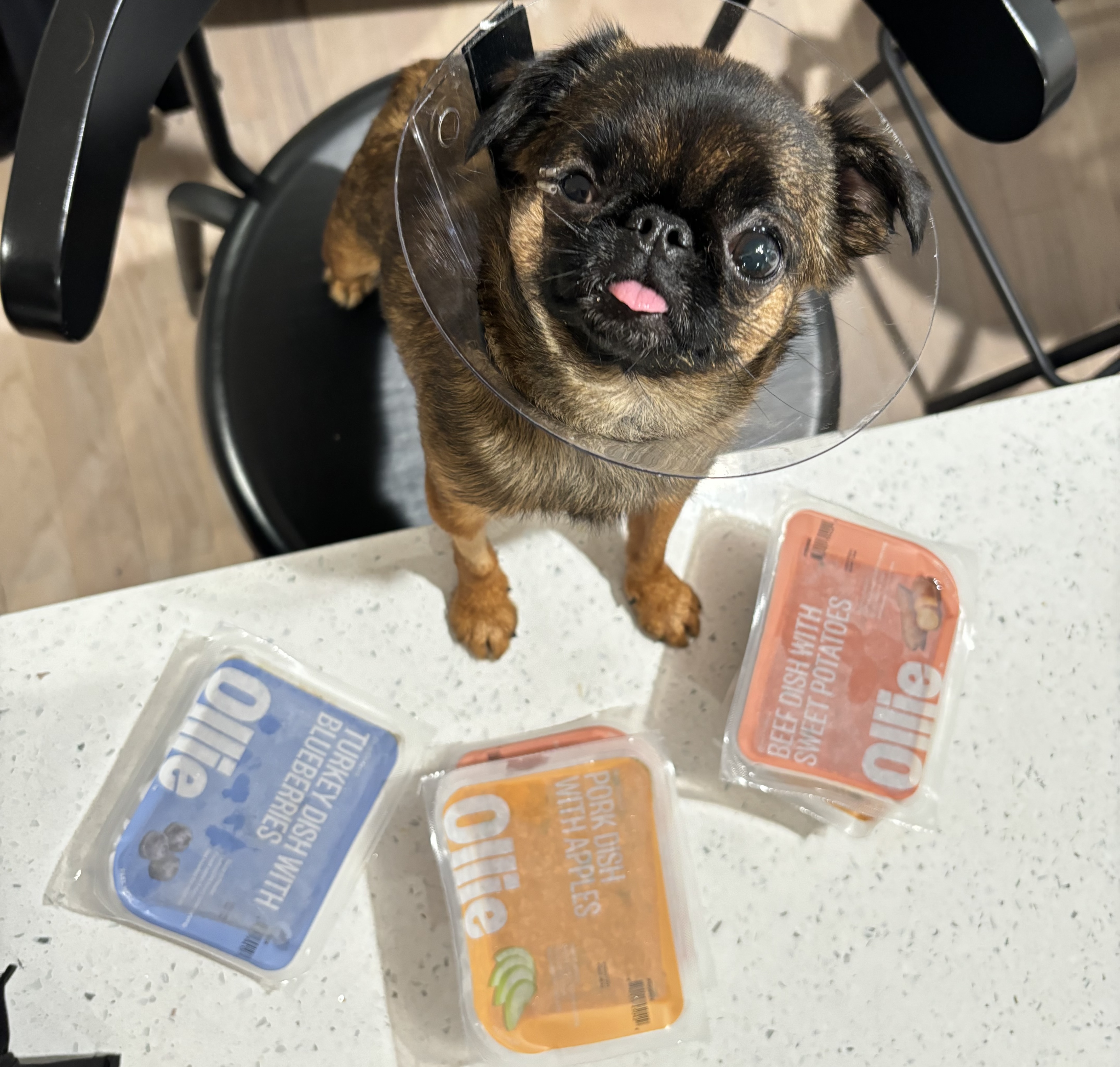 What Happens If You Overfeed A Newborn Puppy