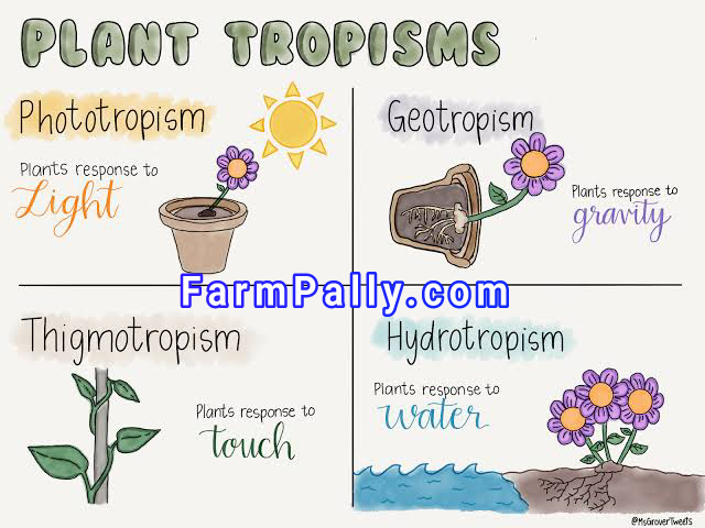 Geotropism In Plants