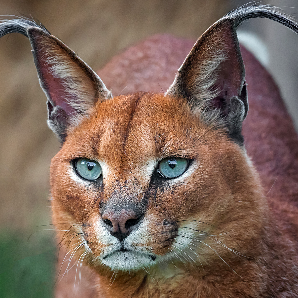 Chats Caracals