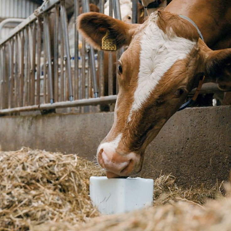 Salt Lick Blocks 4-Pack Mineral For Horses, Cows, Deer – Essential ...