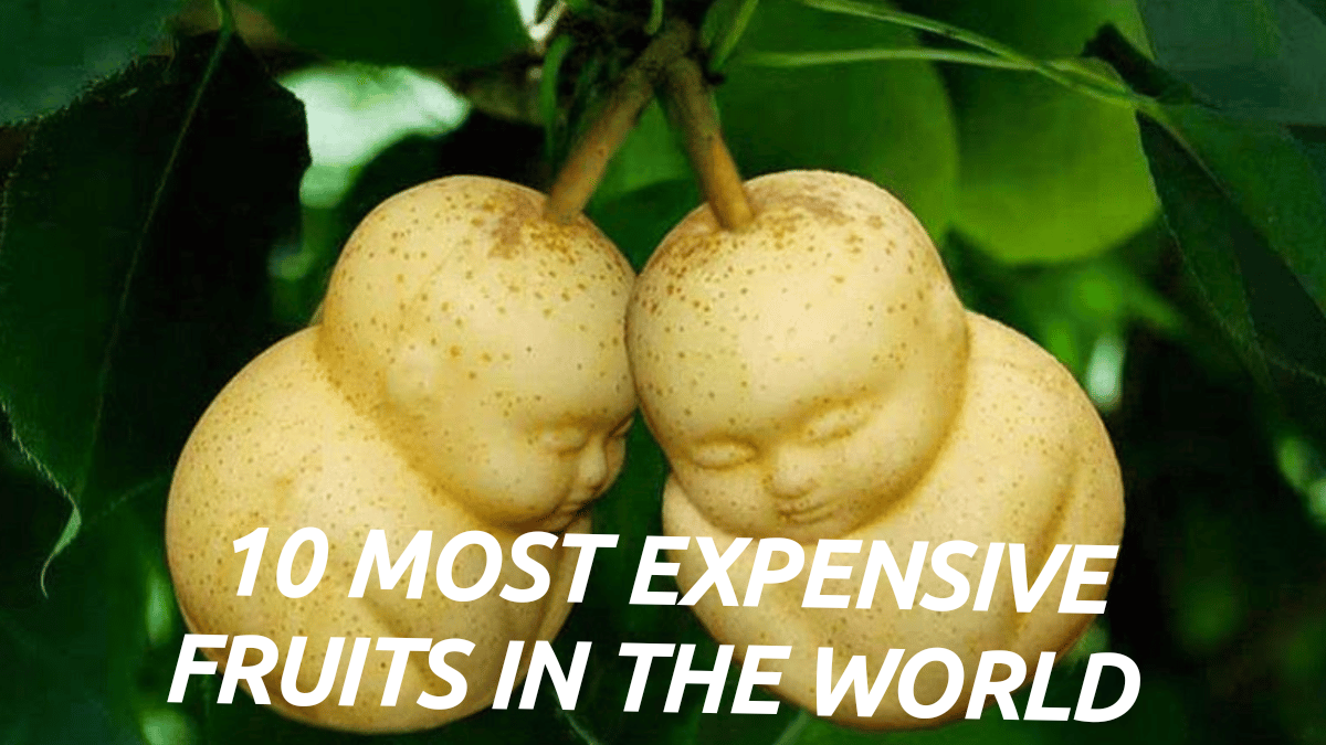 List Of All Fruits In The World With Pictures - Infoupdate.org