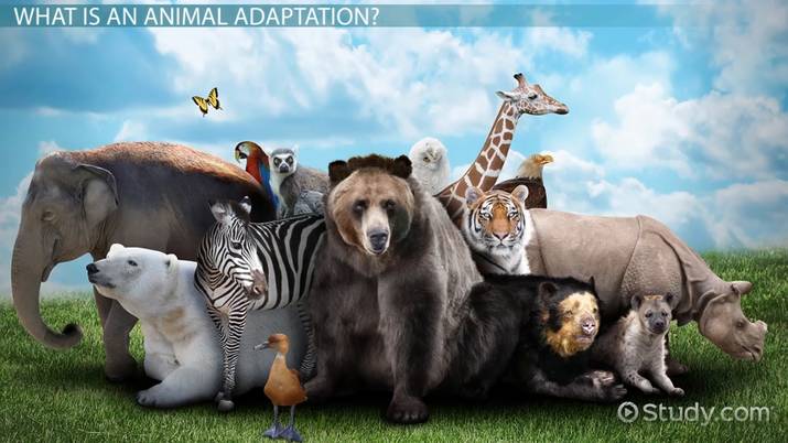 Animals That Adapt To Their Environment