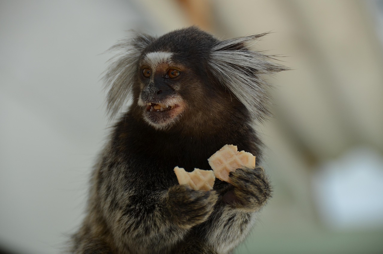 Marmoset Monkey Pet Care