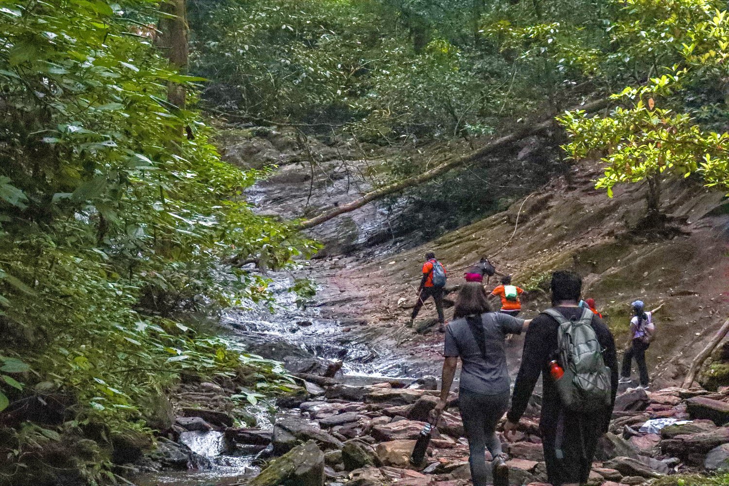 Kodachadri Trek A Real Experience: Kodachadri Trek From Bangalore With