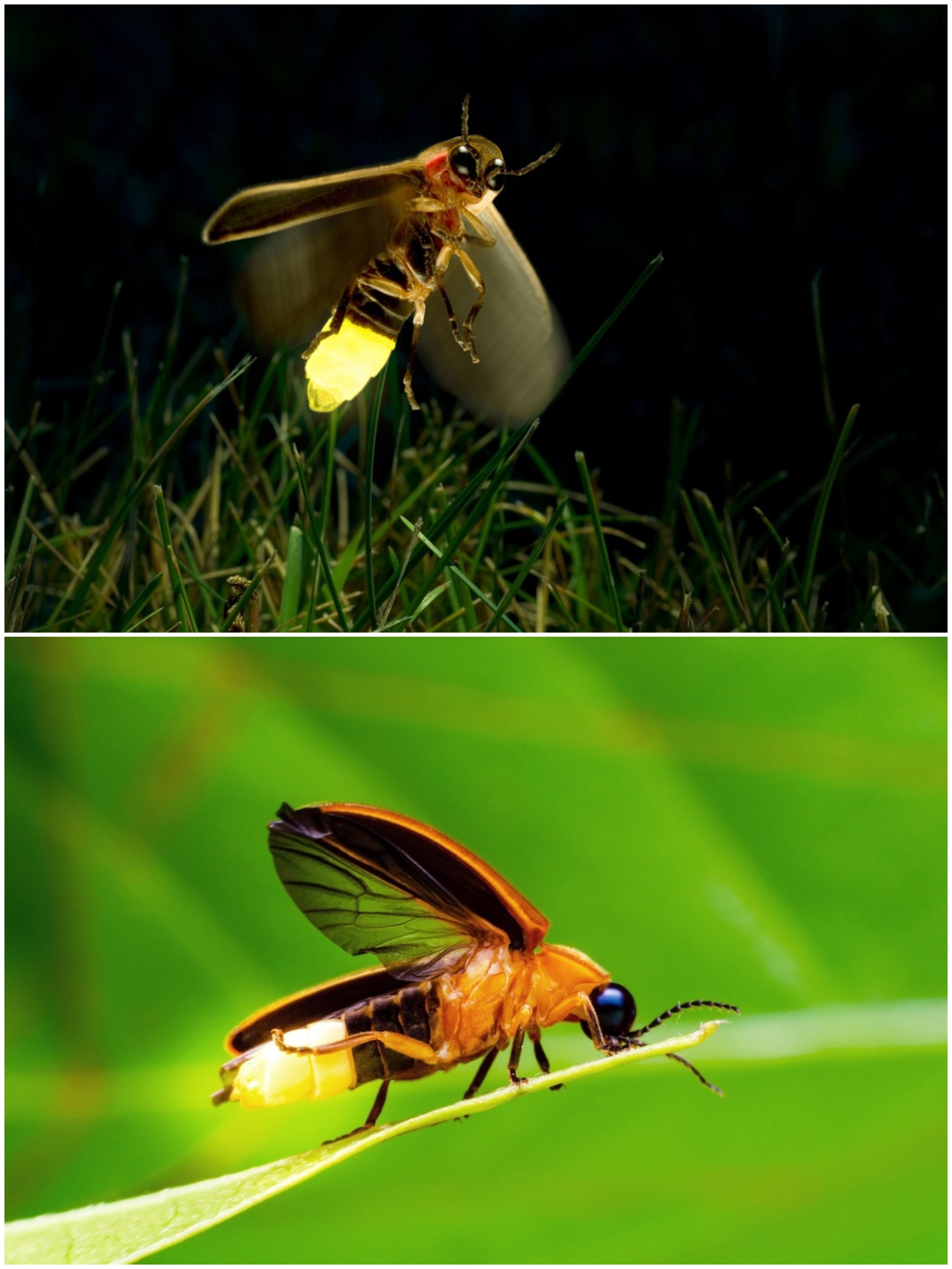 What Is The Glowing Part Of A Firefly Called