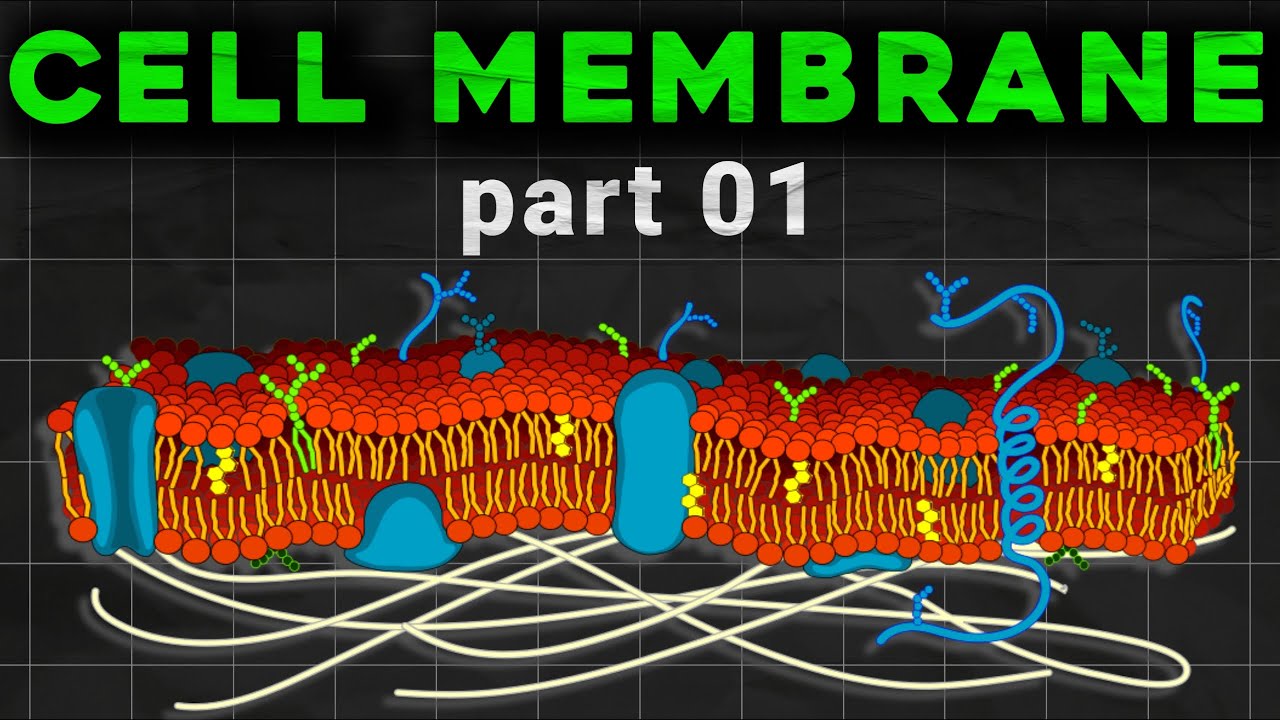 Cell Membrane Carbohydrates
