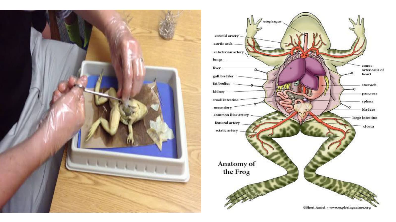 Frog Heart Dissection