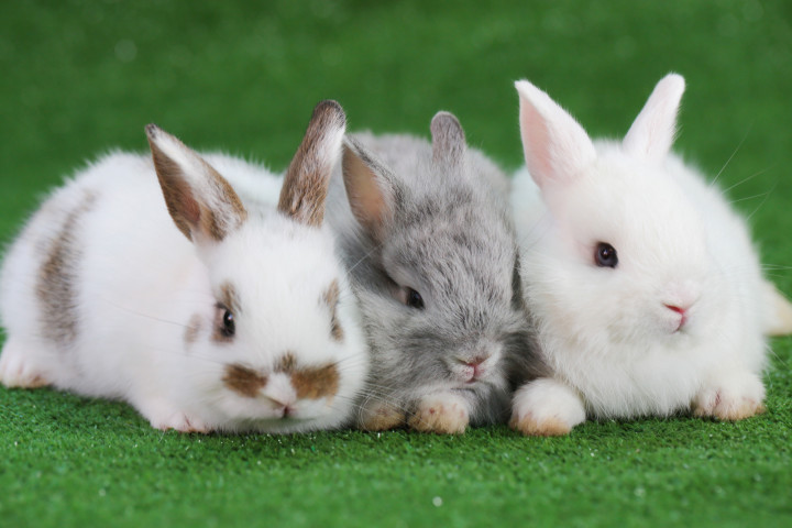 Best Pet Rabbit Breeds