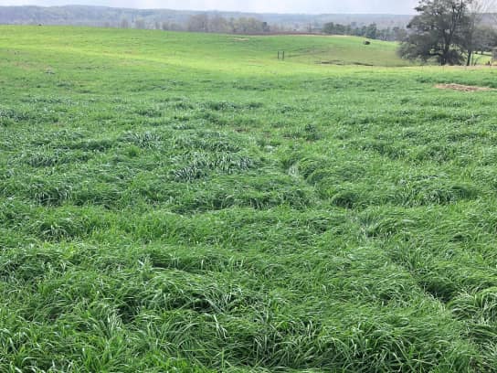 Attain | Tetraploid Annual Ryegrass
