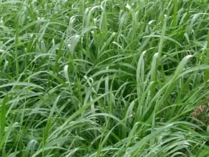 Big Boss Tetraploid Annual Ryegrass