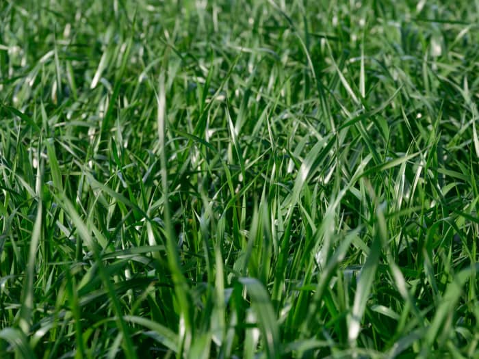 Big Boss Tetraploid Annual Ryegrass