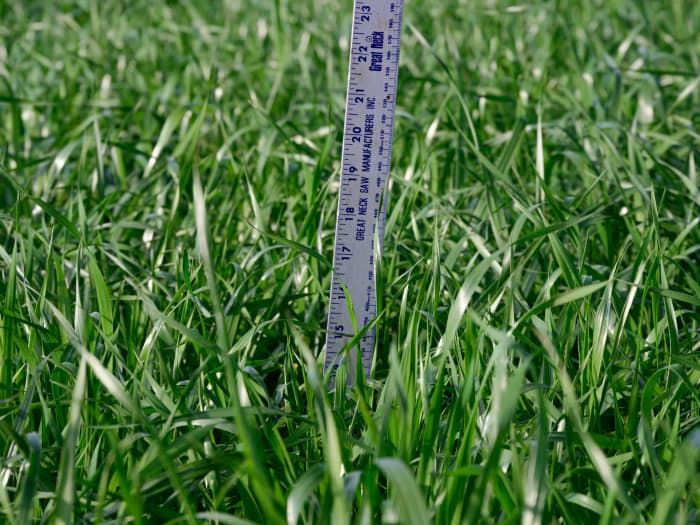 Big Boss Tetraploid Annual Ryegrass