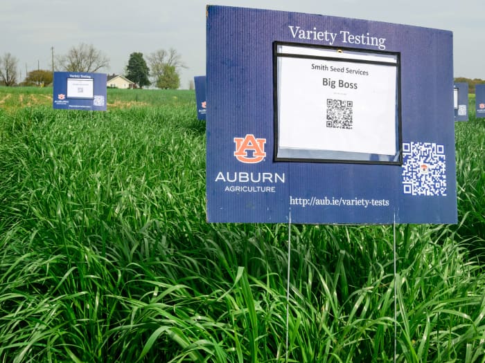 Big Boss Tetraploid Annual Ryegrass