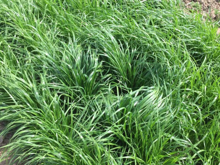 Big Boss Tetraploid Annual Ryegrass