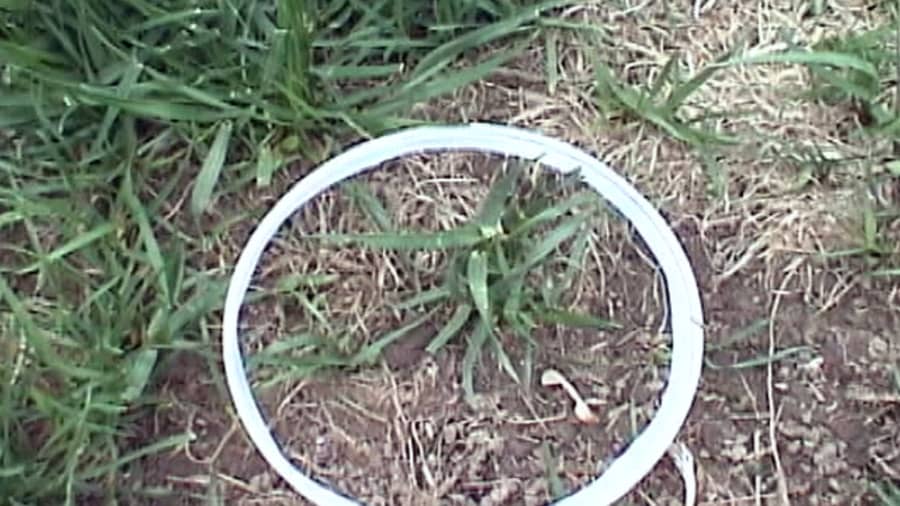 Titan Rx Tall Fescue